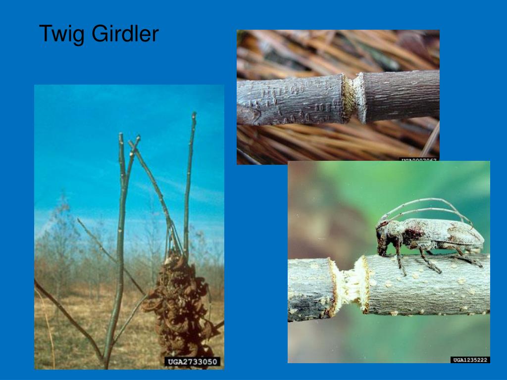 PPT - INSECT PESTS OF NEW PLANTINGS PowerPoint Presentation, free ...
