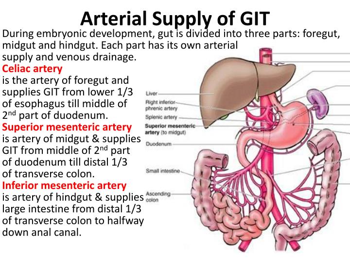 PPT - Major Abdominal Vessels PowerPoint Presentation - ID:1714627