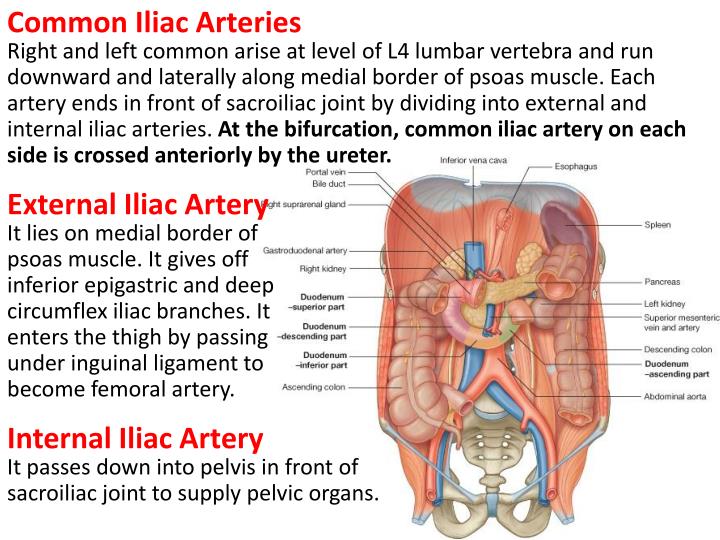 PPT - Major Abdominal Vessels PowerPoint Presentation - ID:1714627