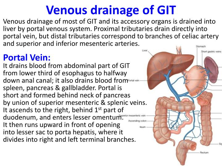 PPT - Major Abdominal Vessels PowerPoint Presentation - ID:1714627