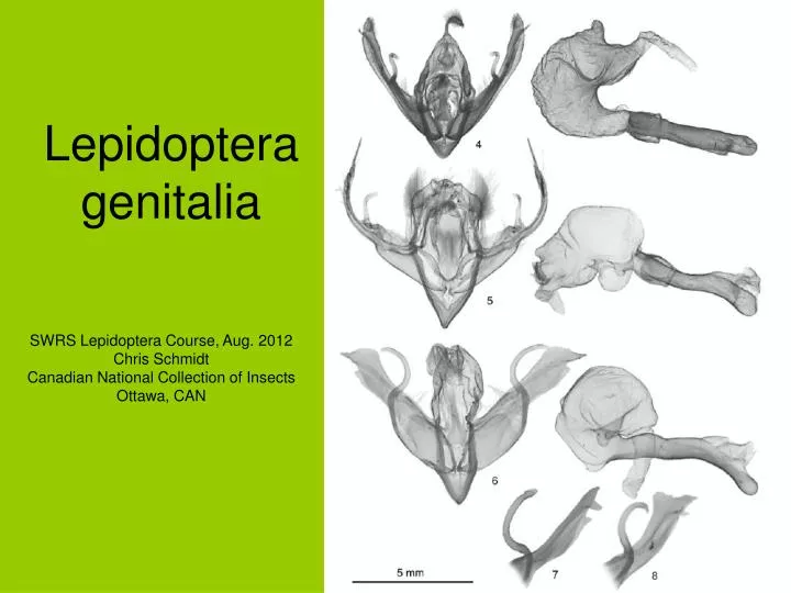 PPT - Lepidoptera genitalia PowerPoint Presentation, free download - ID ...