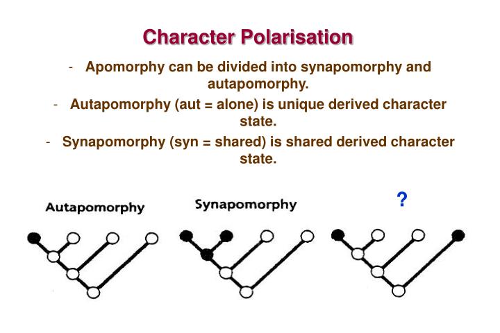 PPT - Phylogenetic Concepts PowerPoint Presentation - ID:1715104