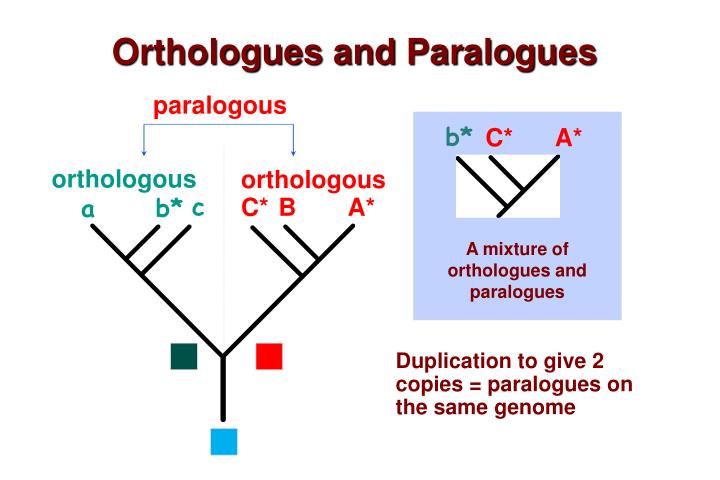 PPT - Phylogenetic Concepts PowerPoint Presentation - ID:1715104