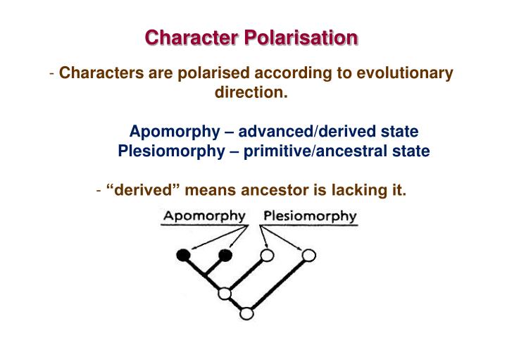PPT - Phylogenetic Concepts PowerPoint Presentation - ID:1715104