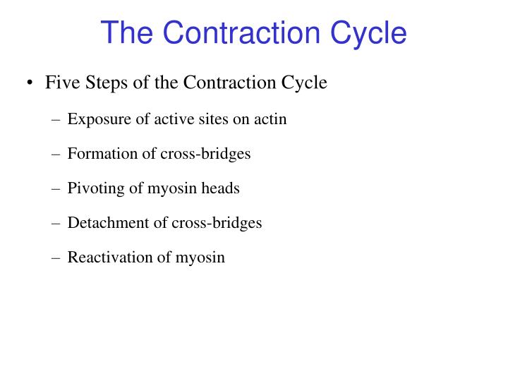PPT - Skeletal Muscle Contraction PowerPoint Presentation - ID:1715369