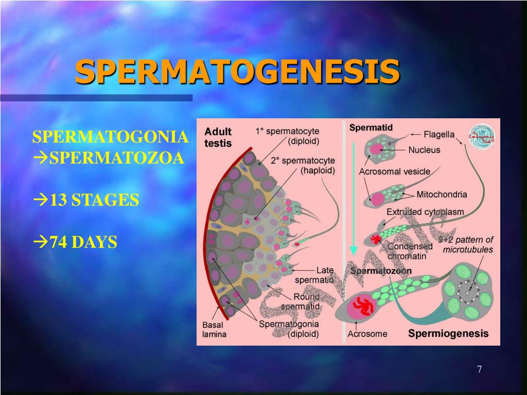 PPT - DIAGNOSIS DAN PENANGANAN INFERTILITAS PADA PRIA PowerPoint ...