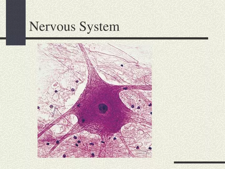 PPT - Nervous System PowerPoint Presentation, free download - ID:1716733