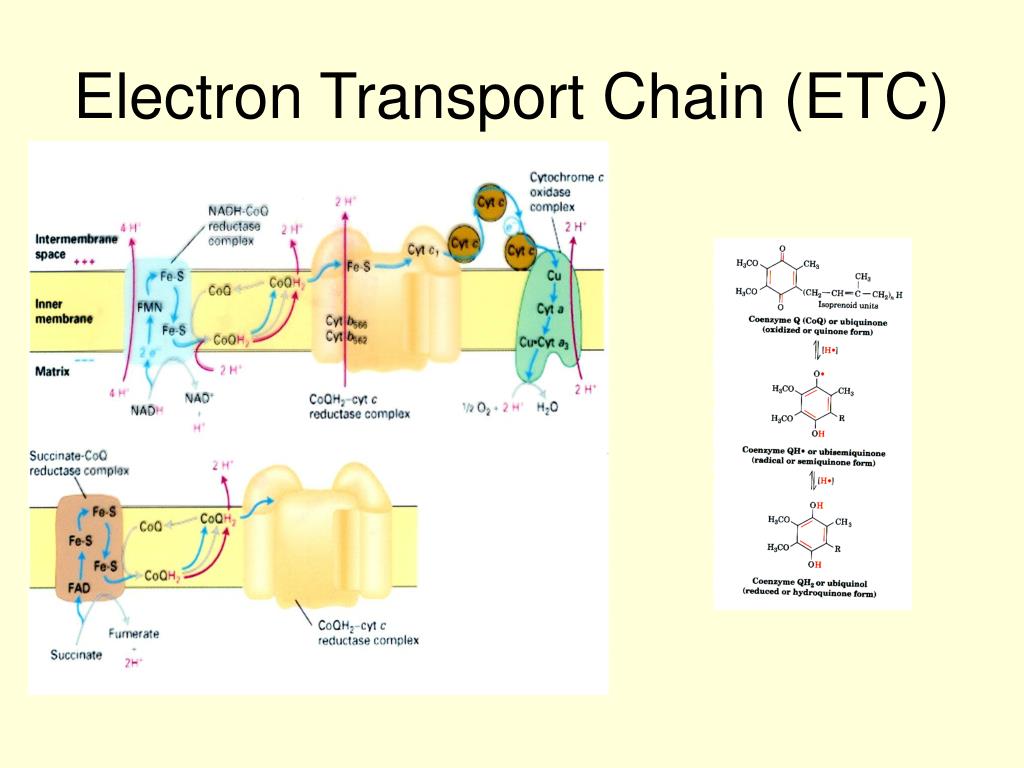 PPT - Understanding Biological Membranes as Energy Transducers in ATP ...