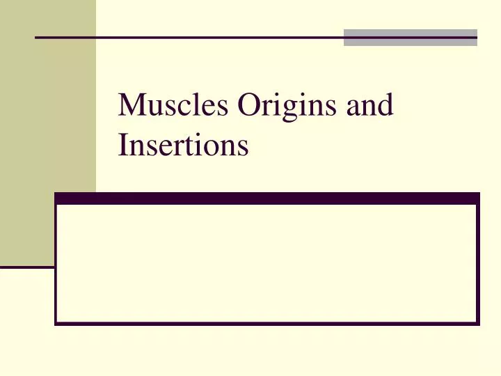 PPT - Muscles Origins and Insertions PowerPoint Presentation, free ...