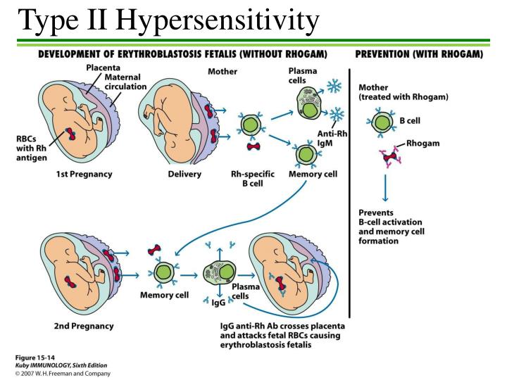 PPT - Hypersensitivity PowerPoint Presentation - ID:1718154
