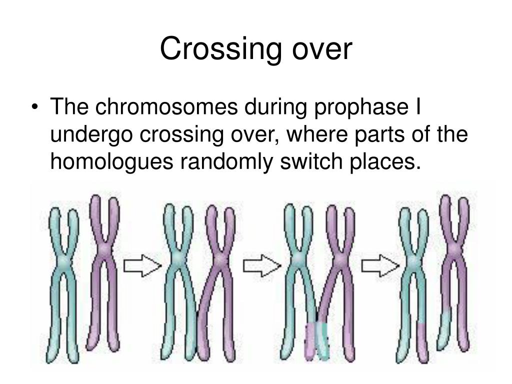 PPT - Exploring Human Genetics: Karyotypes, Chromosomal Disorders, and ...