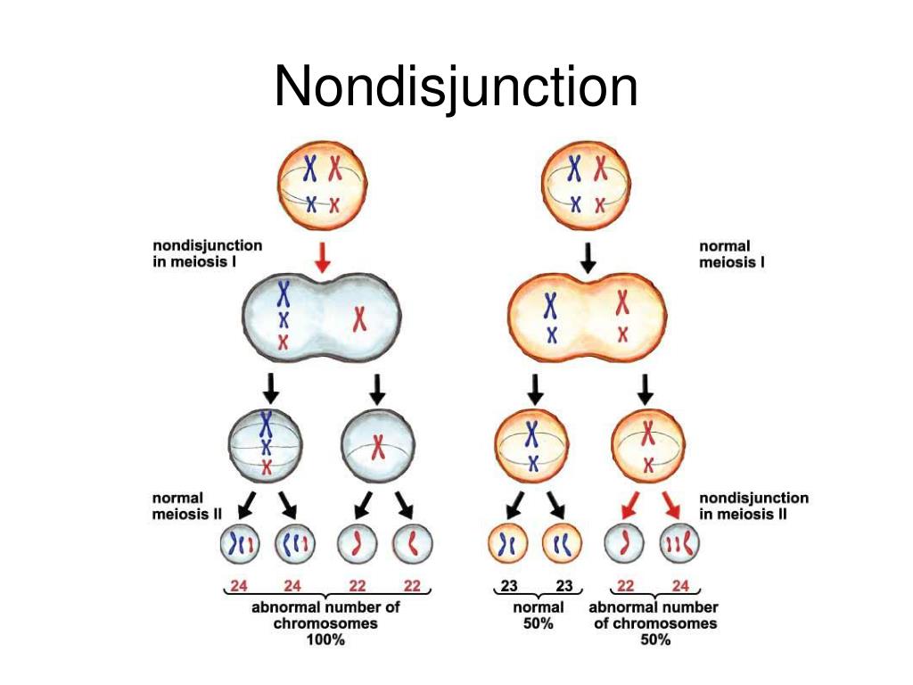 PPT - Chapter 11 &14 Human Genetics and Meiosis PowerPoint Presentation ...