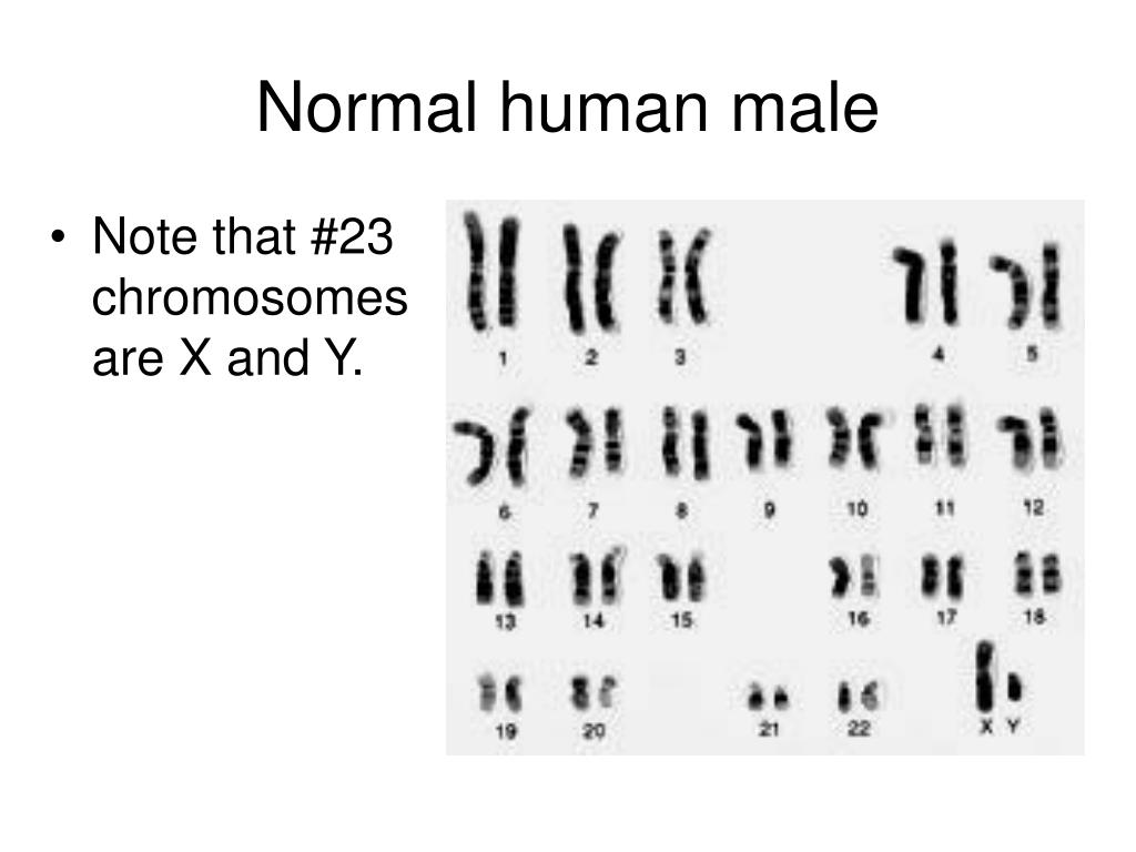 PPT - Chapter 11 &14 Human Genetics and Meiosis PowerPoint Presentation ...