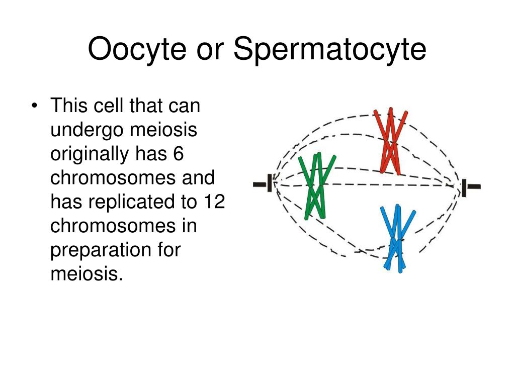 PPT - Chapter 11 &14 Human Genetics and Meiosis PowerPoint Presentation ...