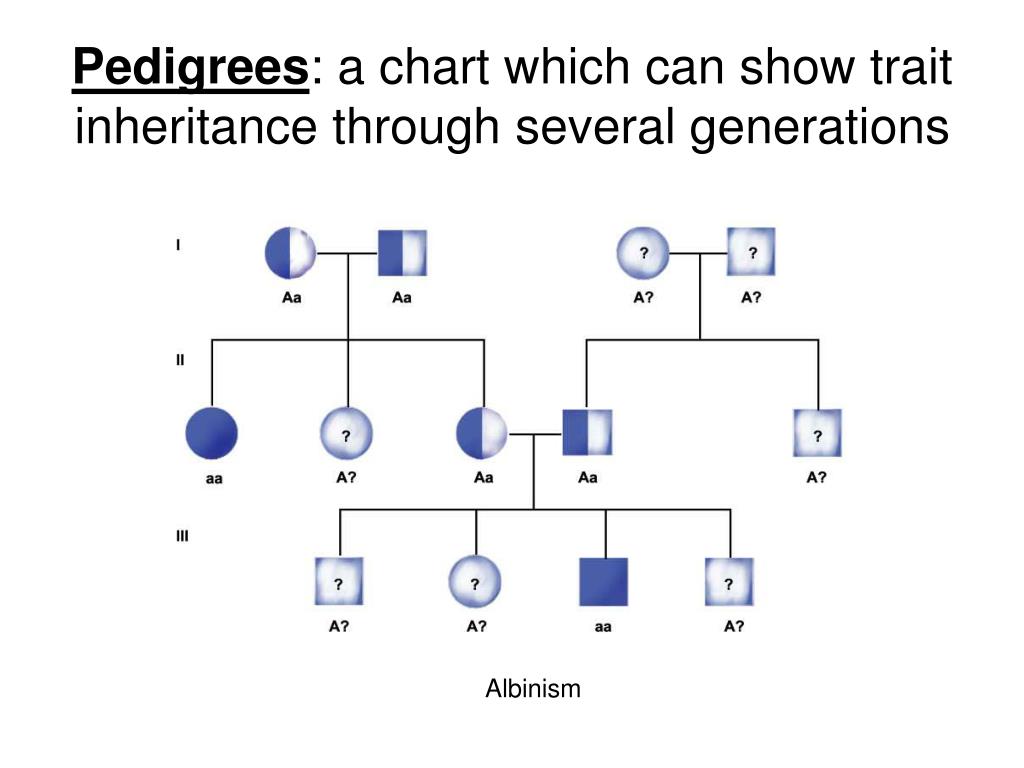 PPT - Chapter 11 &14 Human Genetics and Meiosis PowerPoint Presentation ...
