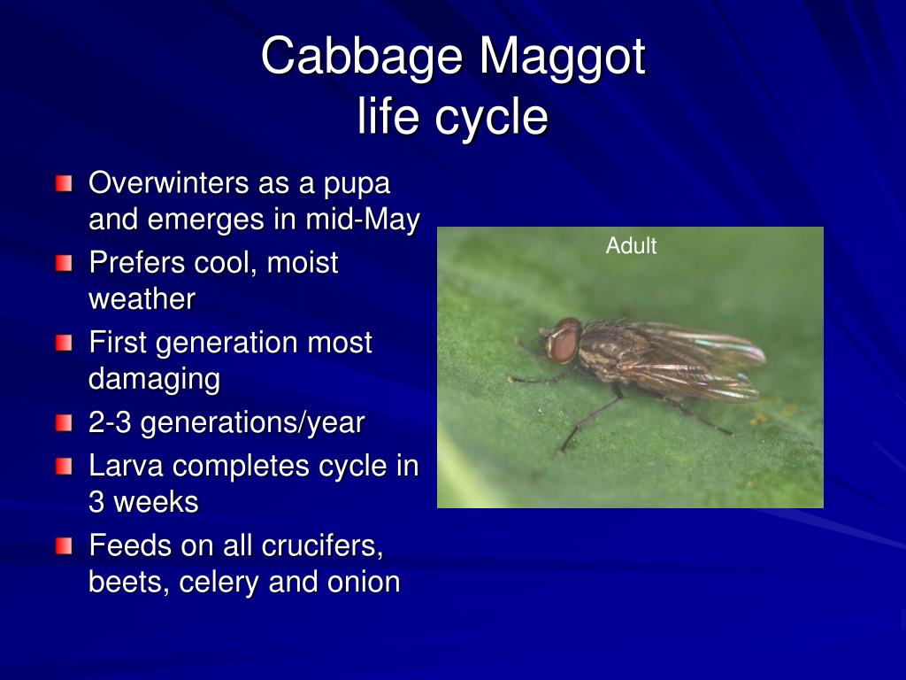 PPT - Vegetable Insect Management PSS 124 Vegetable Crop Production ...