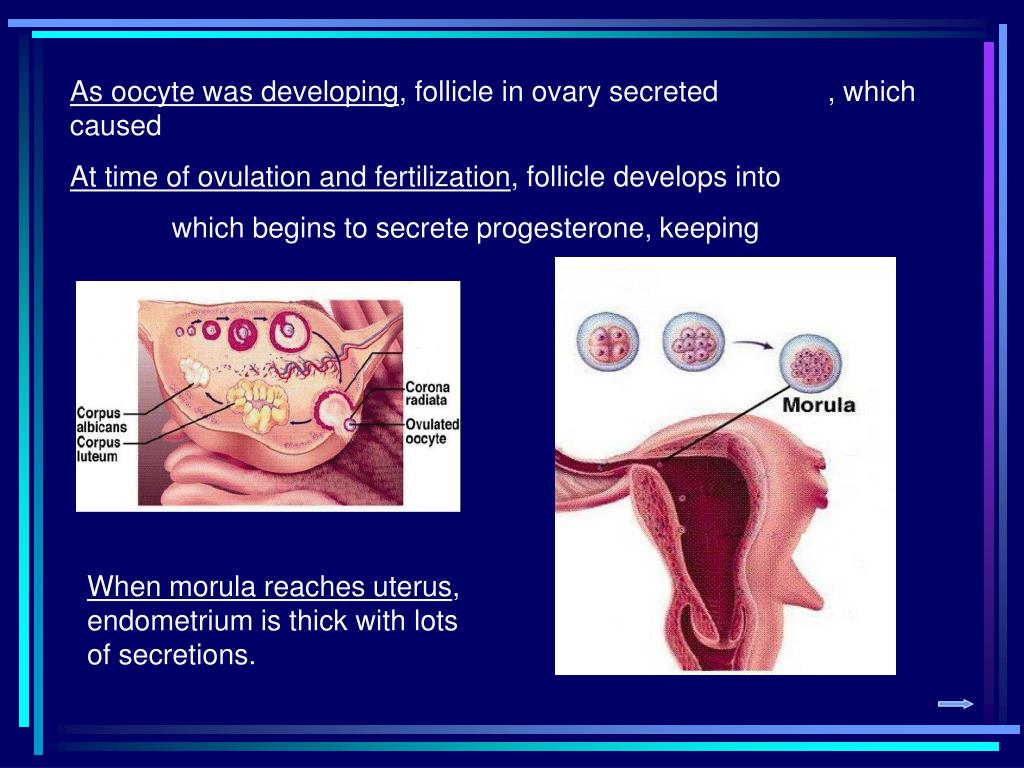 Ppt Human Reproduction Biology 269 Powerpoint Presentation Free