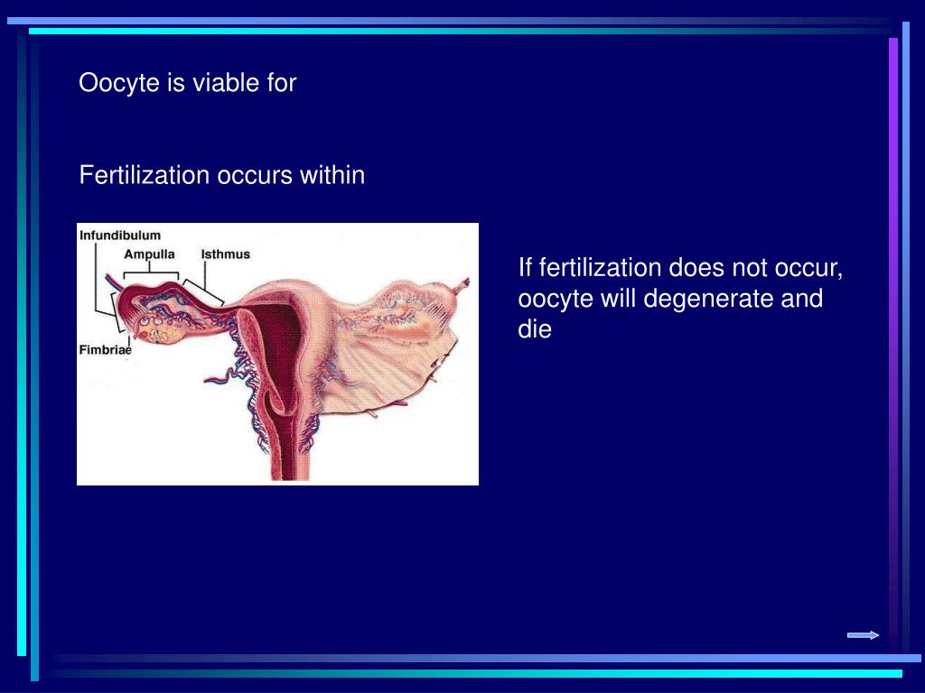 Ppt Human Reproduction Biology 269 Powerpoint Presentation Free