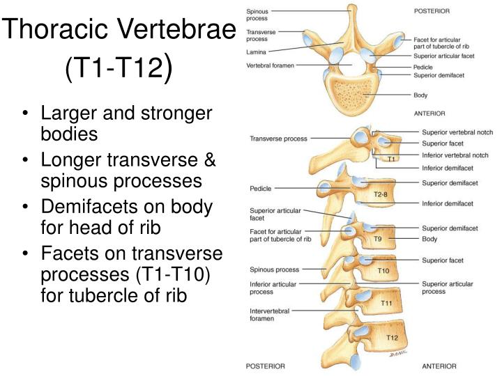 PPT - Vertebral Column PowerPoint Presentation - ID:1718938