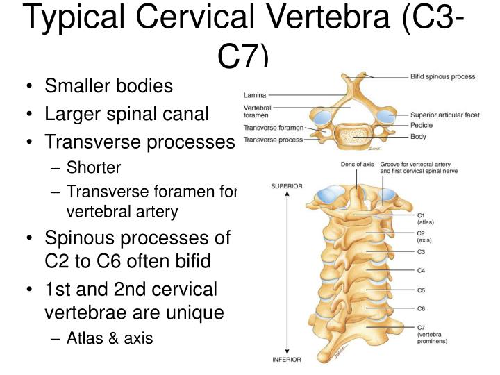 PPT - Vertebral Column PowerPoint Presentation - ID:1718938