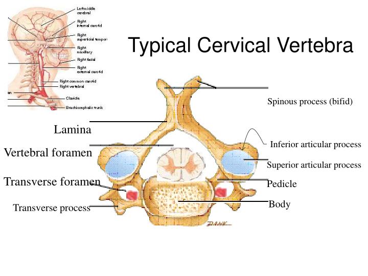 PPT - Vertebral Column PowerPoint Presentation - ID:1718938