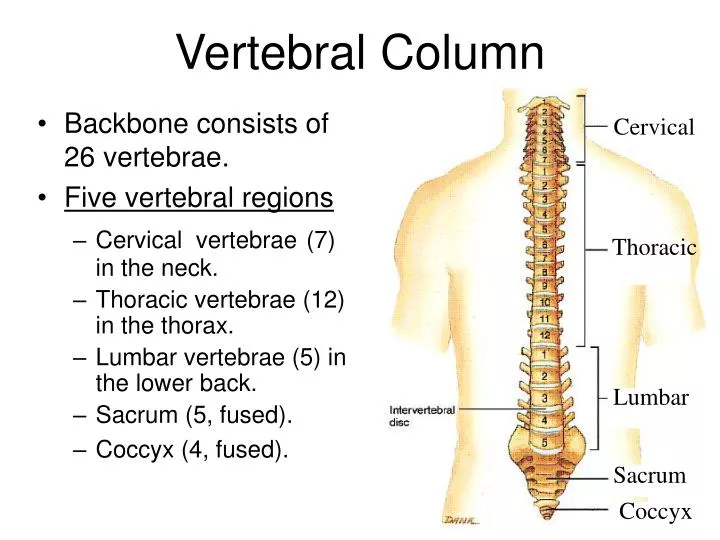 Ppt Vertebral Column Powerpoint Presentation Free Download Id 1718938