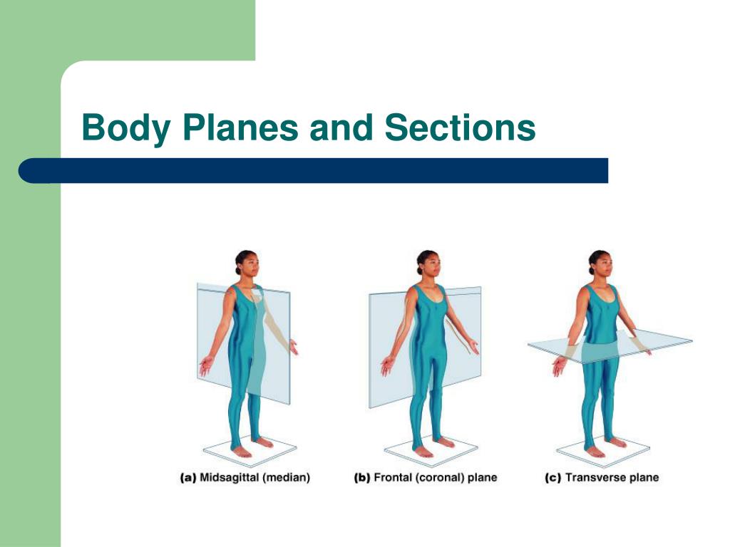 Planes Of The Body Planes Of The Body