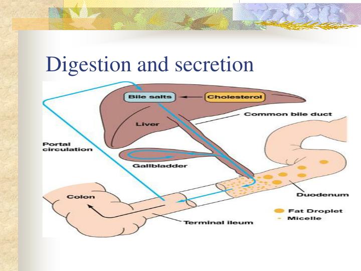 PPT - Nursing Assessment of the Gastrointestinal System PowerPoint ...
