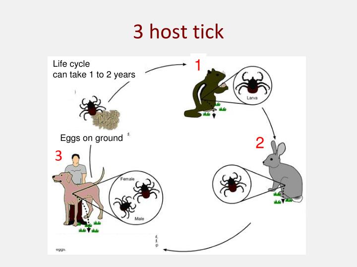 PPT - Dealing with ticks PowerPoint Presentation - ID:1719441