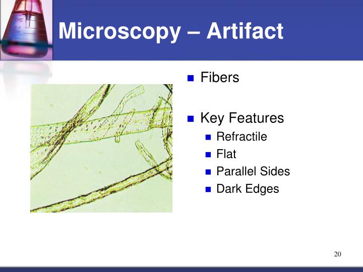 PPT - Urine Sediment Identification PowerPoint Presentation - ID:1719503