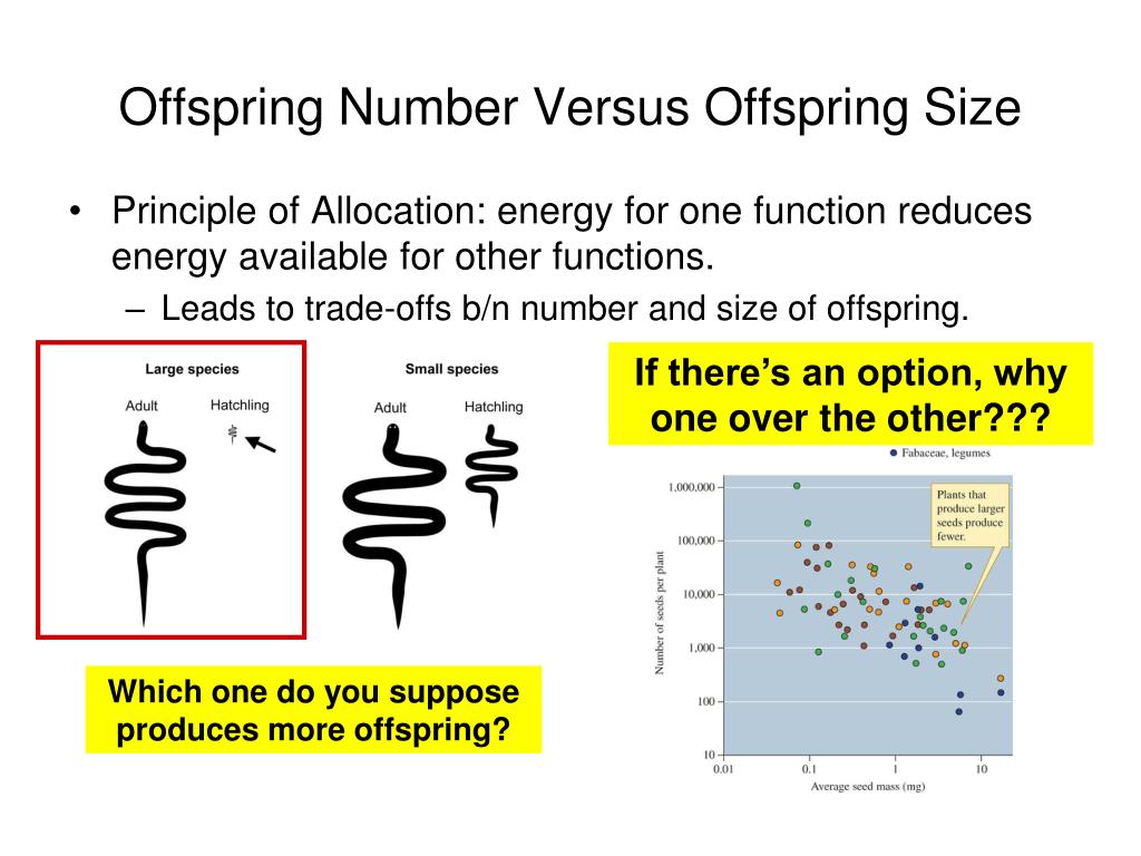 PPT - Life History = ‘stages’ of life for an organism PowerPoint ...