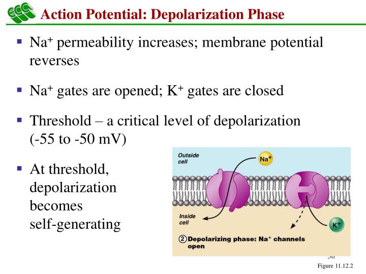 PPT - Fundamentals of the Nervous System and Nervous Tissue Part A ...