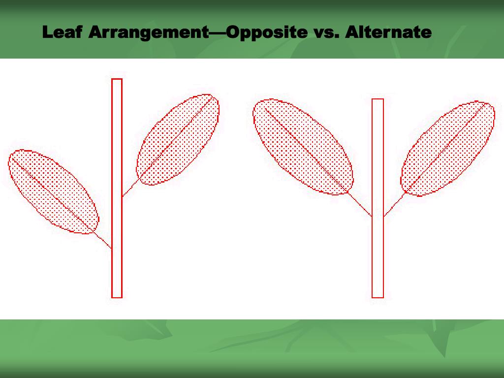 PPT Leaves PowerPoint Presentation Free Download ID 1720965