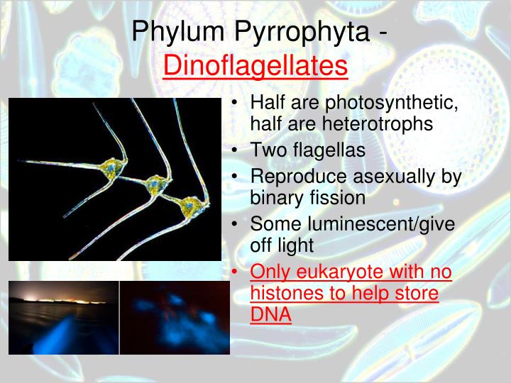 PPT - “Plant-Like” Protists: PowerPoint Presentation - ID:1721601