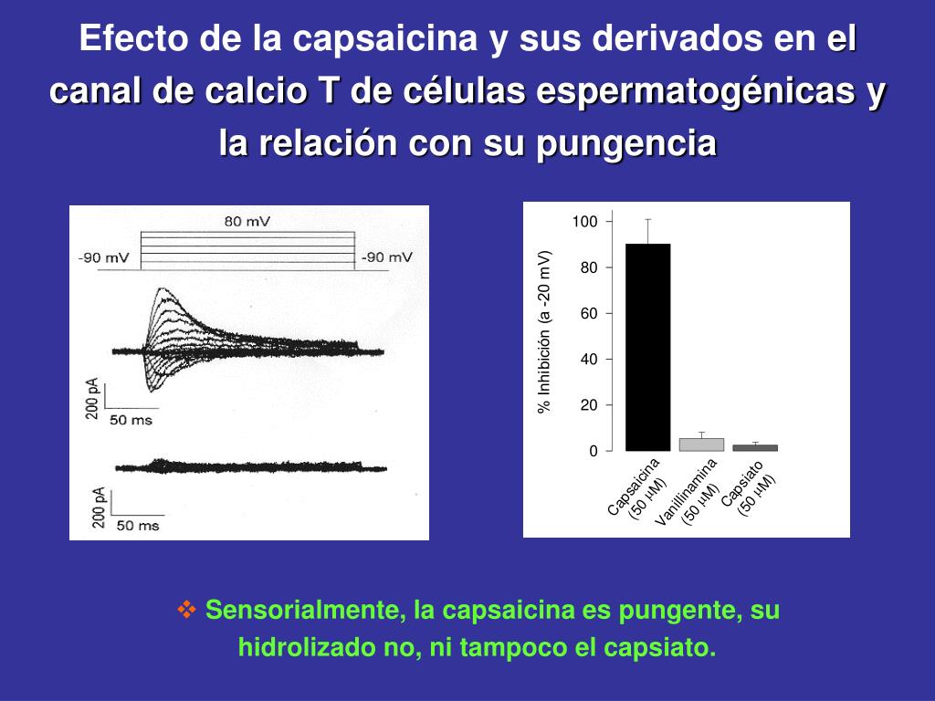 PPT - Descrioción anatómica del caracol Purpura panza ,empleado Por los ...