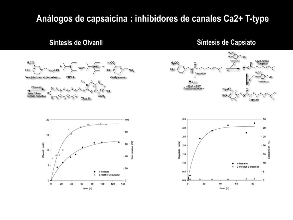 PPT - Descrioción anatómica del caracol Purpura panza ,empleado Por los ...