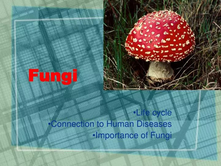 PPT - Fungi PowerPoint Presentation, free download - ID:1722755