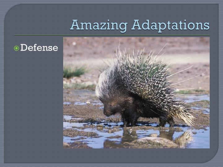 PPT - Natural Selection PowerPoint Presentation - ID:1723791