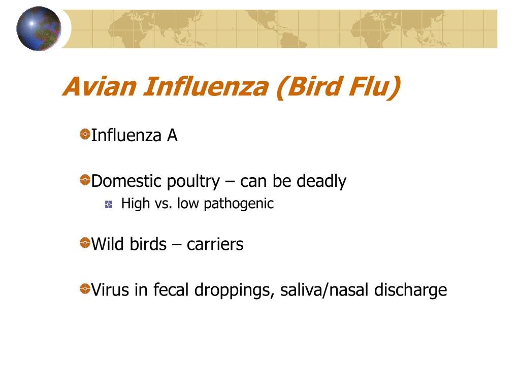 PPT - Pandemic Influenza Avian Influenza PowerPoint Presentation, free ...
