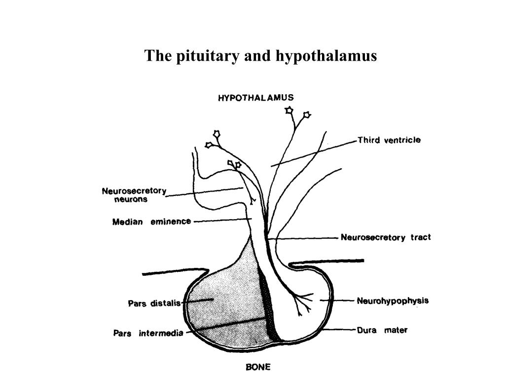 PPT - MOLECULAR ENDOCRINOLOGY AND IMMUNOLOGY THE PITUITARY GLAND AND ...
