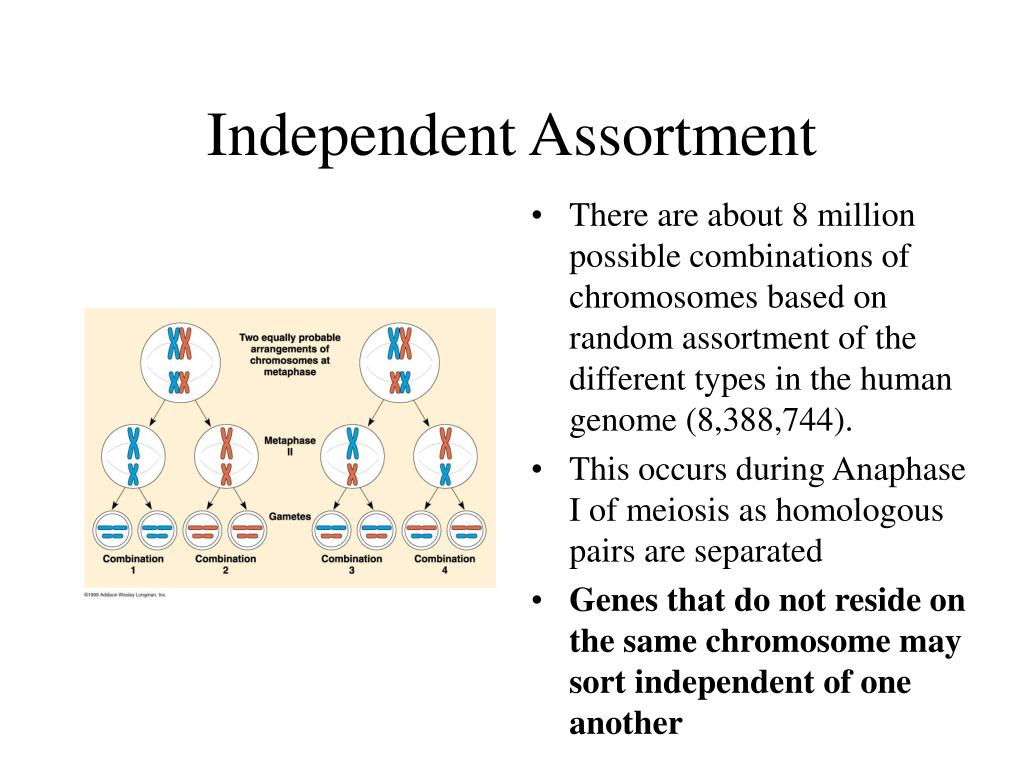 PPT - Meiosis and Sexual Lifecycles PowerPoint Presentation, free ...
