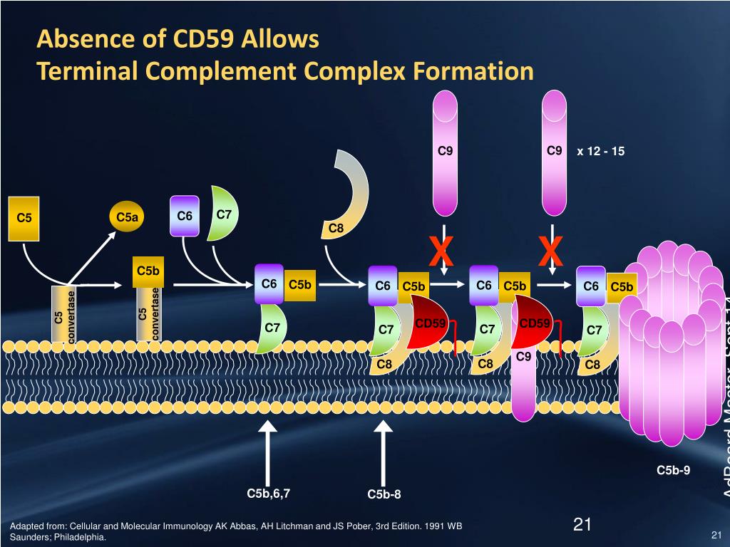 PPT - Advances in Paroxysmal Nocturnal Hemoglobinuria (PNH) PowerPoint ...