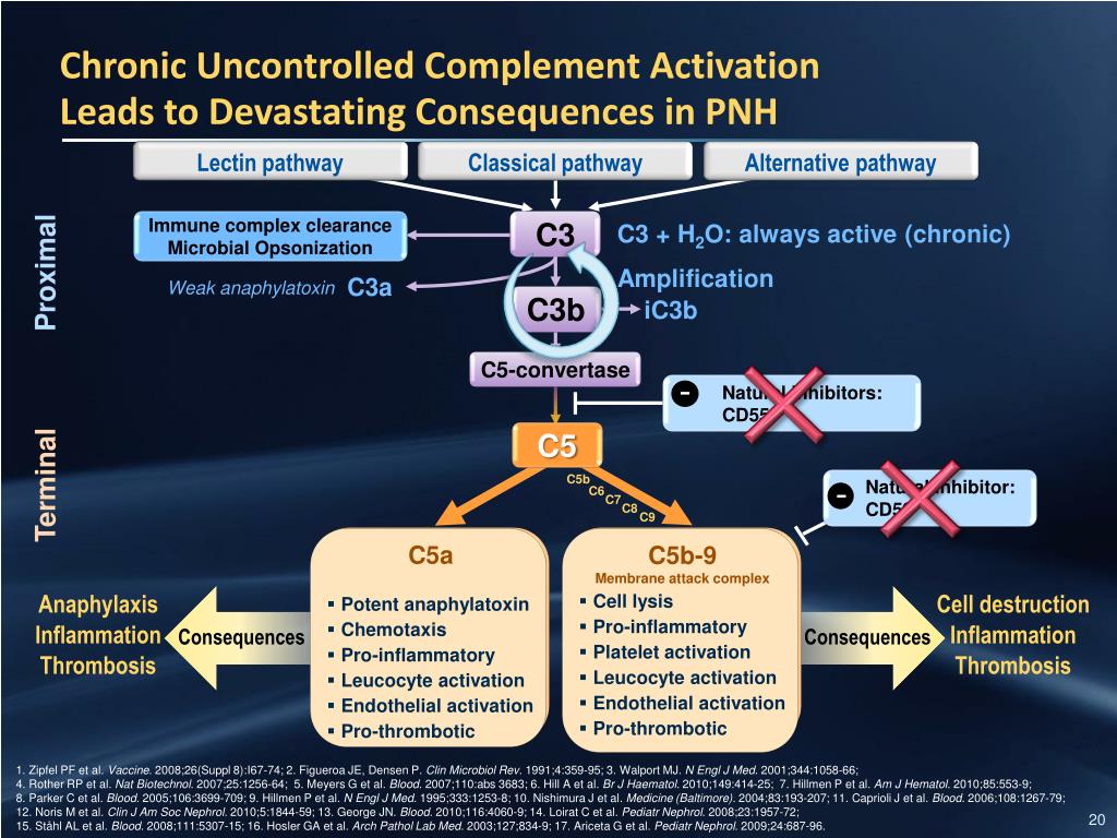 PPT - Advances in Paroxysmal Nocturnal Hemoglobinuria (PNH) PowerPoint ...