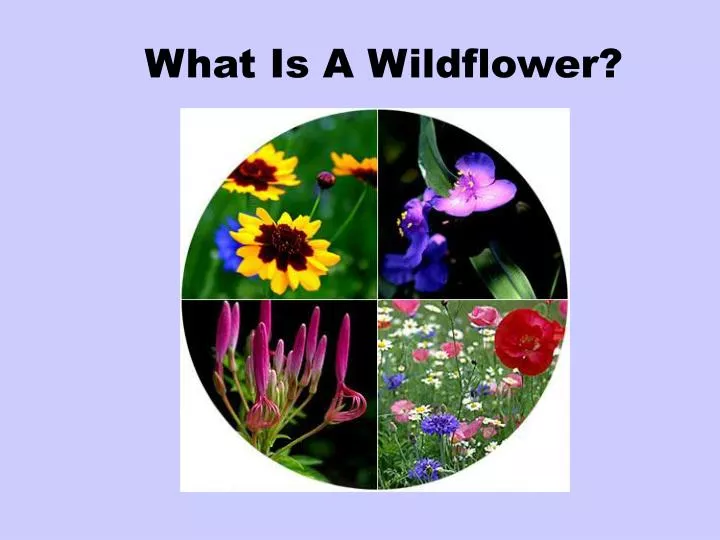 PPT - What Is A Wildflower? PowerPoint Presentation, free download - ID ...