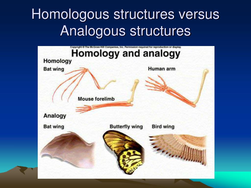 PPT Chapter 16 The Theory Of Evolution PowerPoint Presentation Free