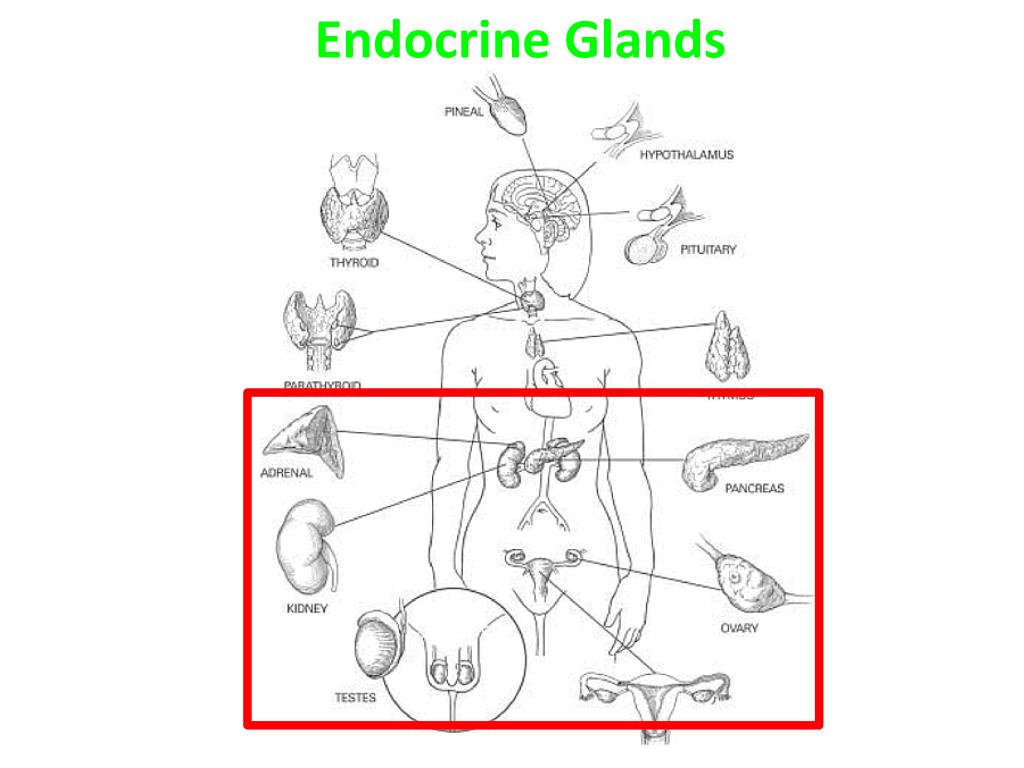 PPT - Understanding Endocrine Glands and Hormones in the Abdominopelvic ...