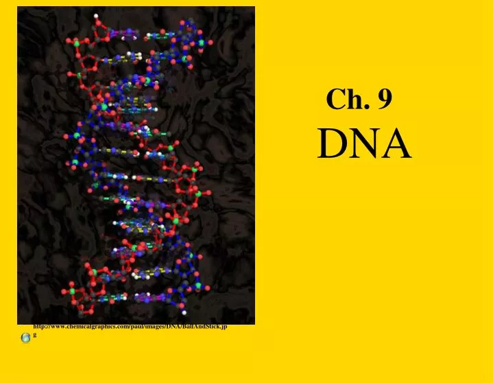 PPT - DNA PowerPoint Presentation, free download - ID:1725887