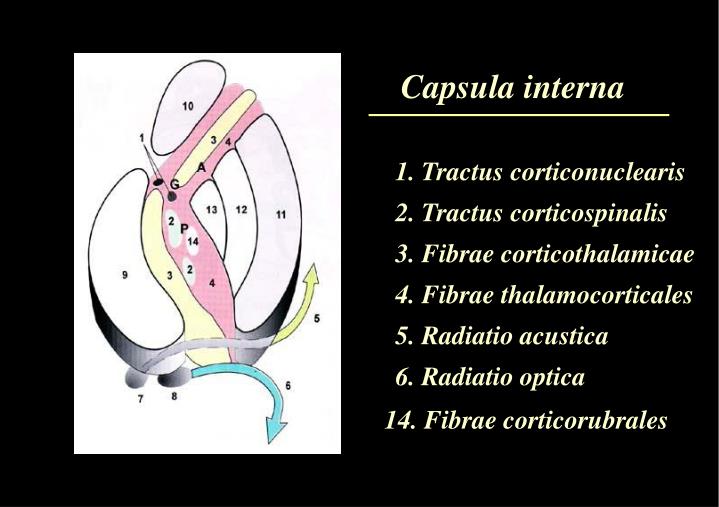PPT - Telencephalon PowerPoint Presentation - ID:1726108
