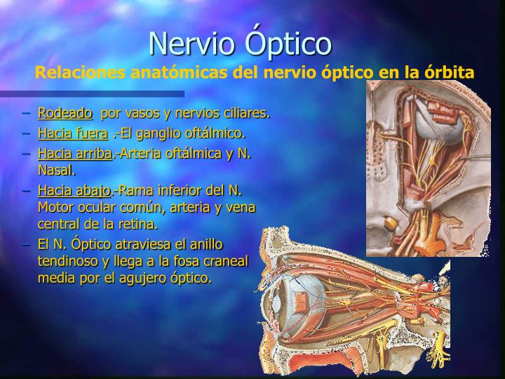 PPT - NERVIOS OLFATORIO Y ÓPTICO PowerPoint Presentation - ID:1726109