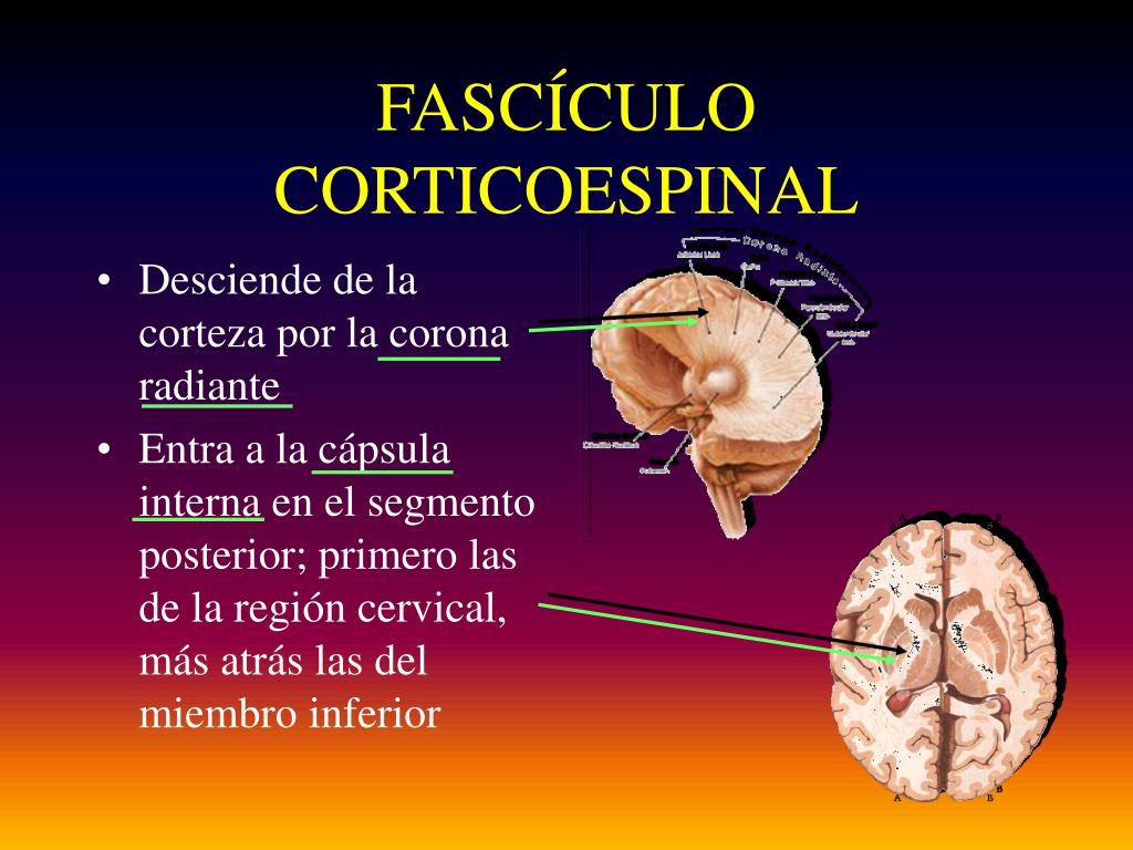 PPT - FASCÍCULOS CORTICOESPINALES Y CORTICONUCLEARES PowerPoint ...